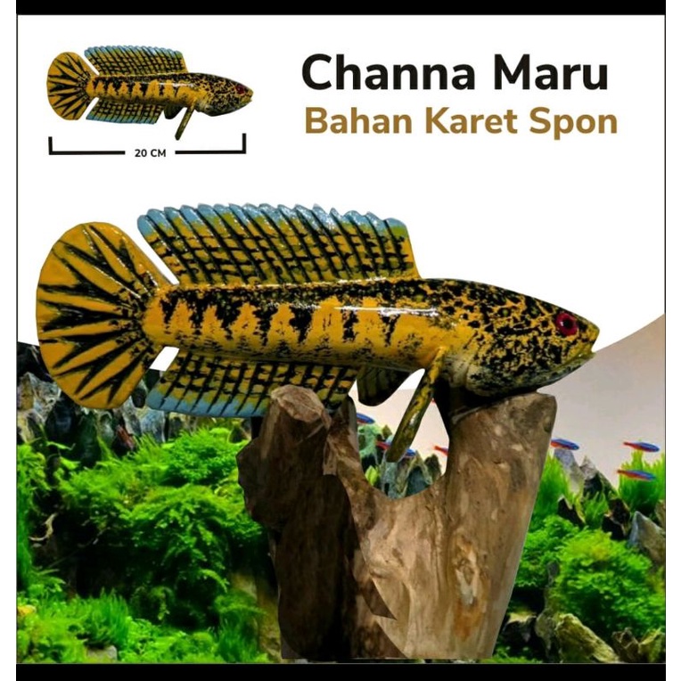 Channa auranti red blue yellow chana flaring predator mangap fierce ...