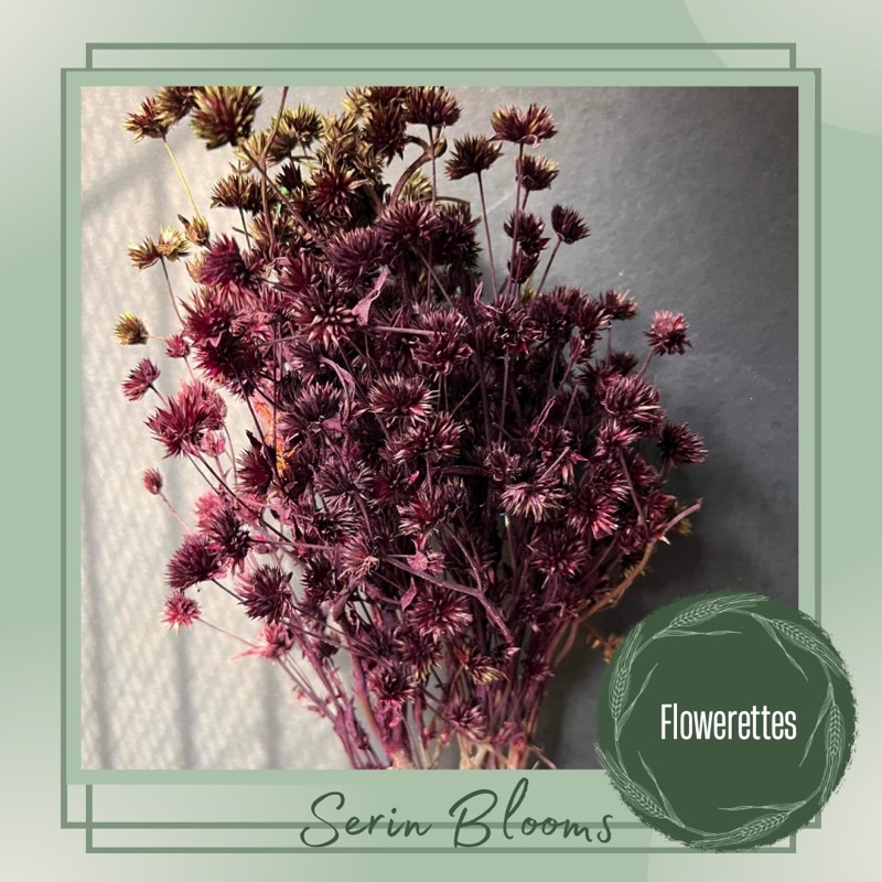Local Dried Flowerettes | Shopee Philippines
