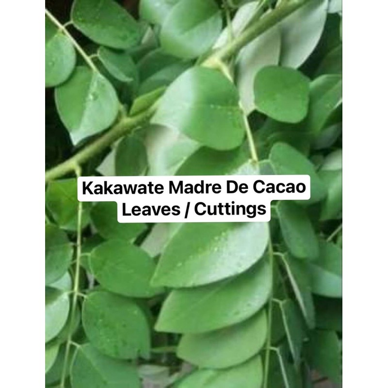 Kakawate Madre De Cacao Leaves / Cuttings 200g | Shopee Philippines