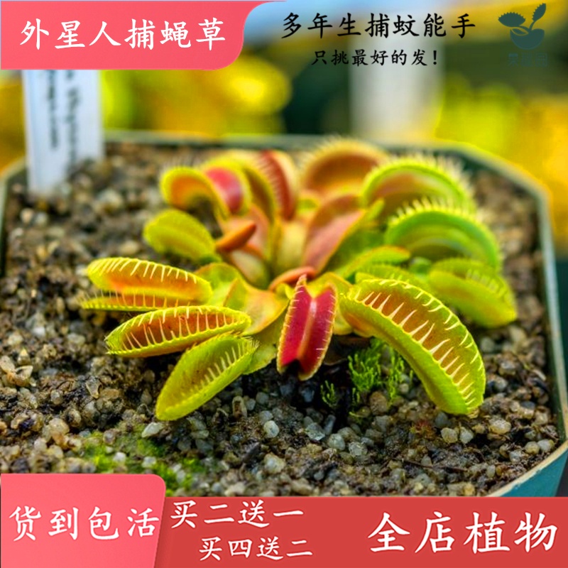 Alien Venus flytrap [Alien Venus flytrap, carnivorous herbivorous plant ...