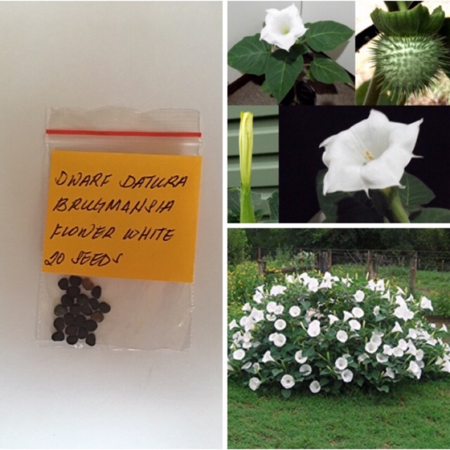 Dwarf Datura Brugmansia Flower Seeds White | Shopee Philippines