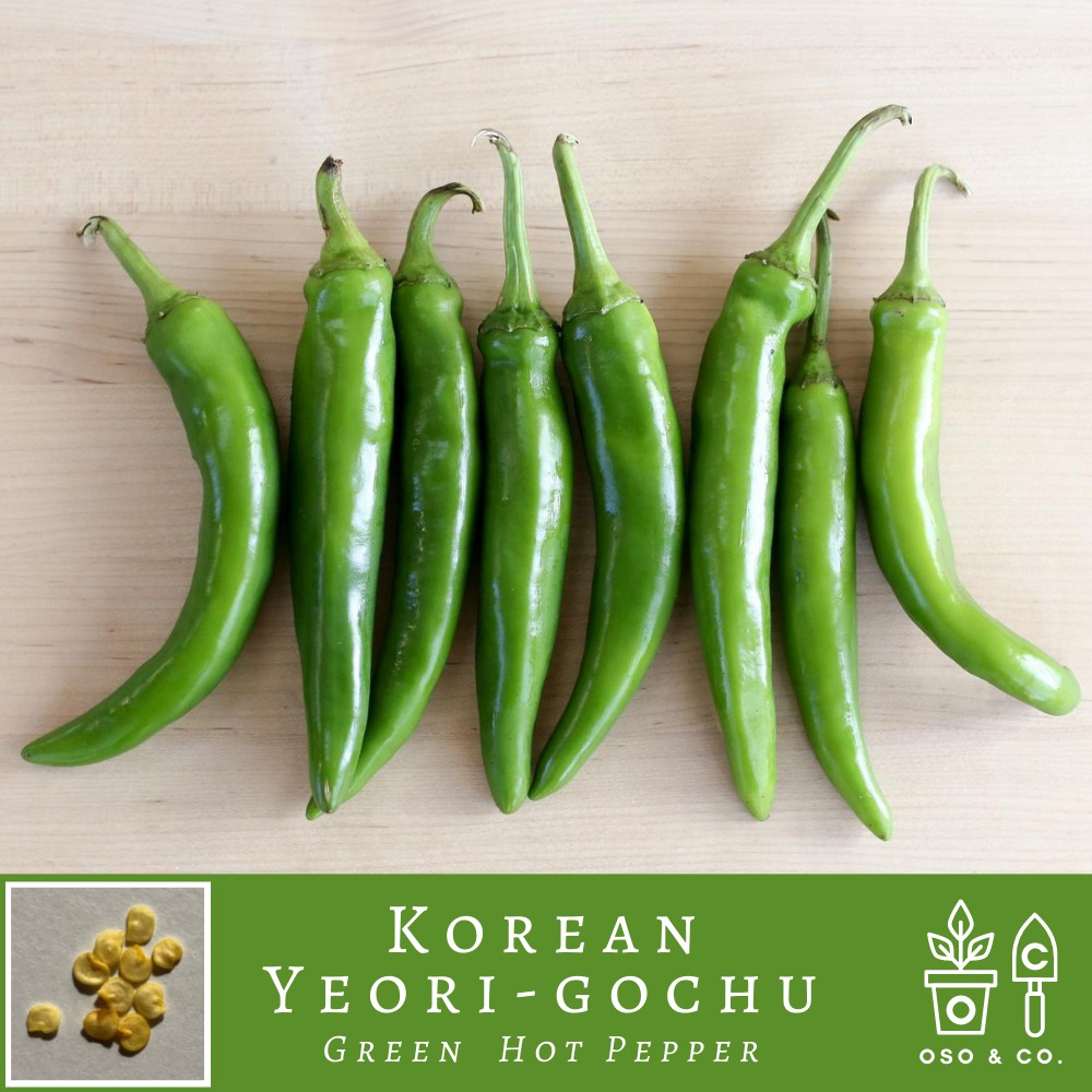 Korean Yeori-gochu Green Hot Pepper Capsicum annuum Seeds (Oso & Co ...