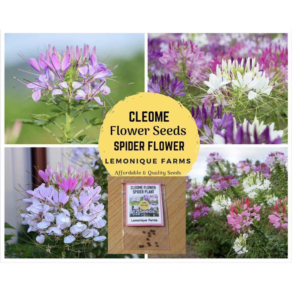 seeds for planting Cleome flower plant seed mix | SPIDER PLANT seeds ...