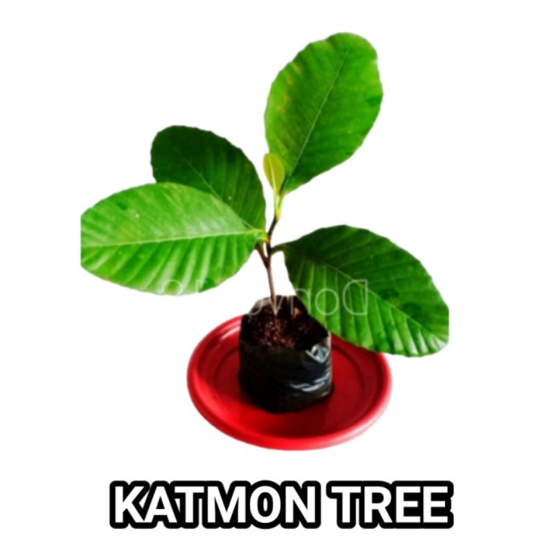 Katmon rooted-Seedling Bag or Cuttings | Shopee Philippines