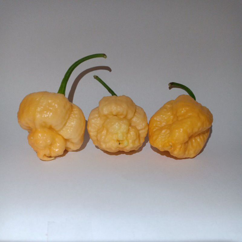 TRINIDAD MORUGA SCORPION PEACH 15 Seeds | Shopee Philippines
