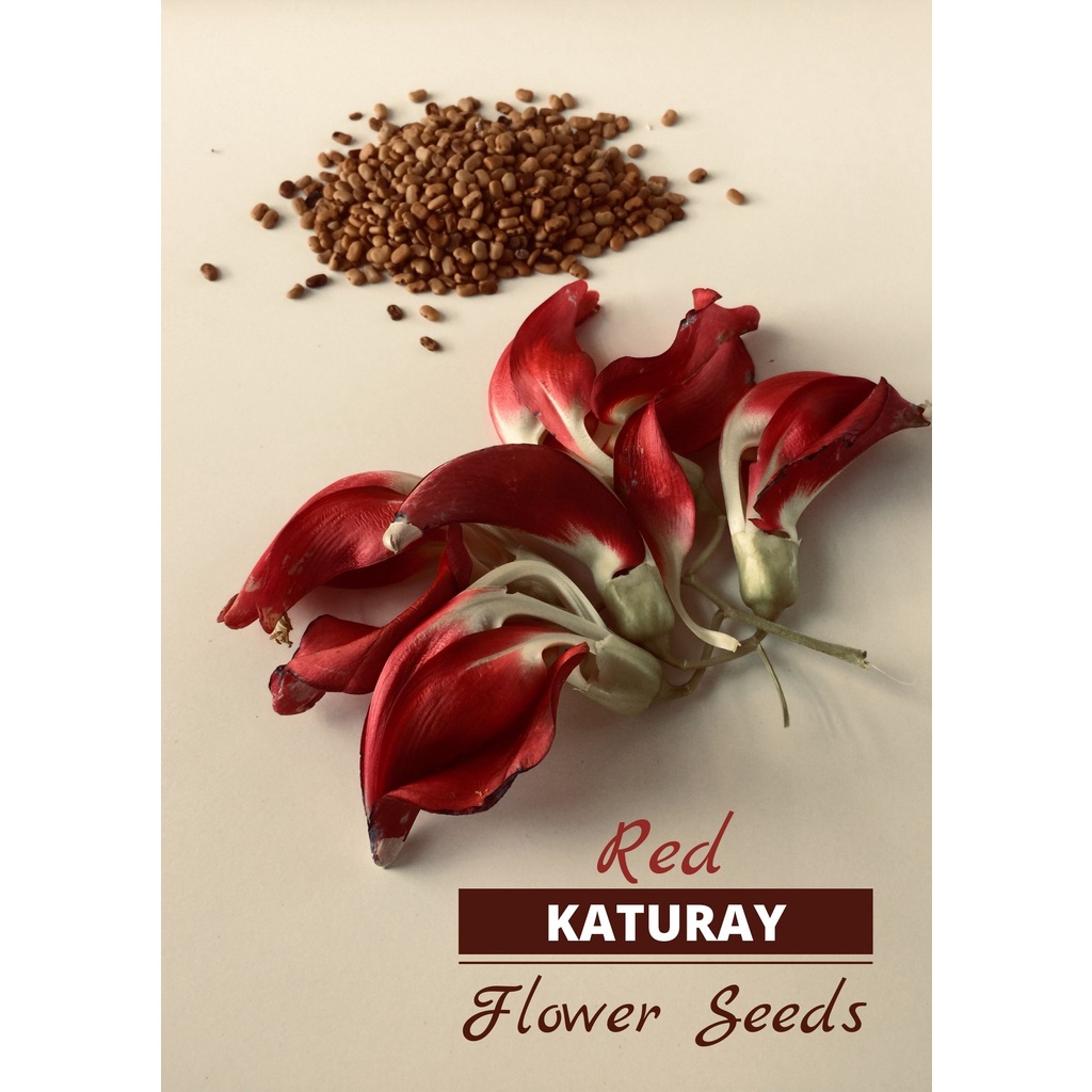 GO ORGANIC PH Katuray / Vegetable Hummingbird Flower Seeds 25pcs/pack ...