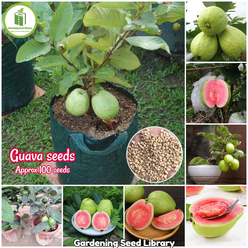 [24 hours shipping] 100pcs Good Quality Guava Seeds Sweet Delicious ...