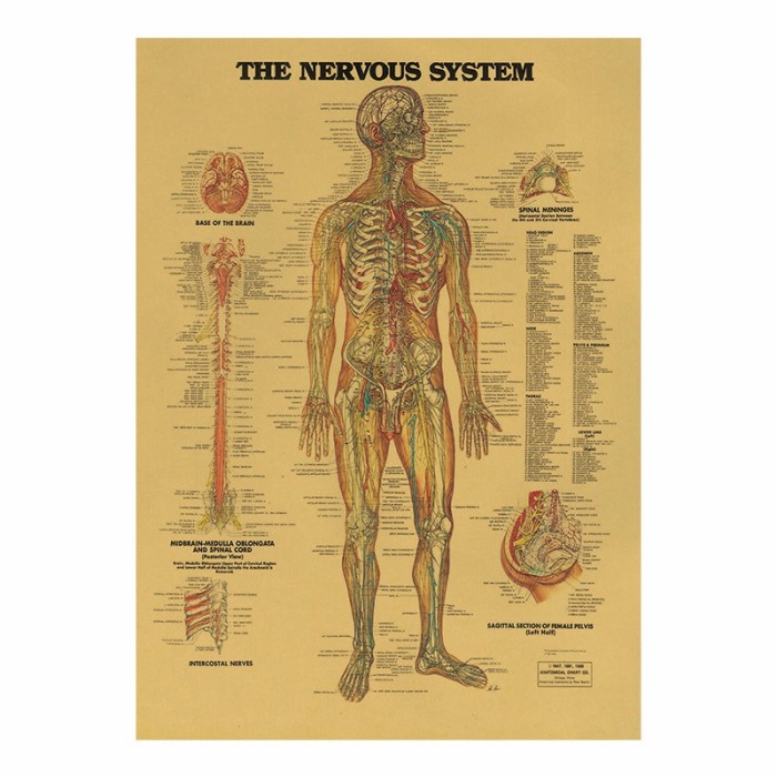Wall Posters / Wall Poster Biology Education (Human Nerve System ...