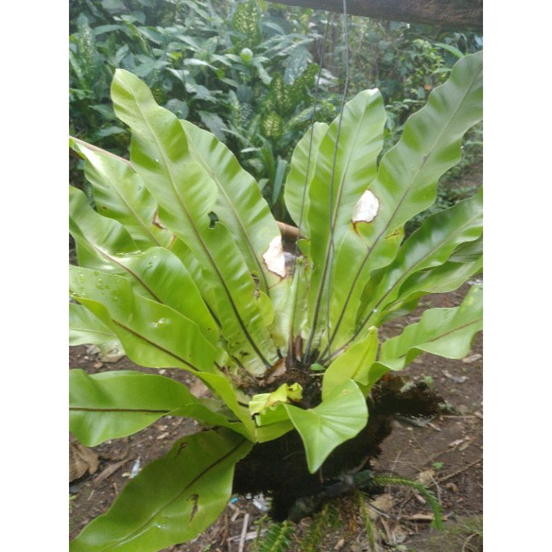 Fern/ manalo or hanging orchids rare plant | Shopee Philippines