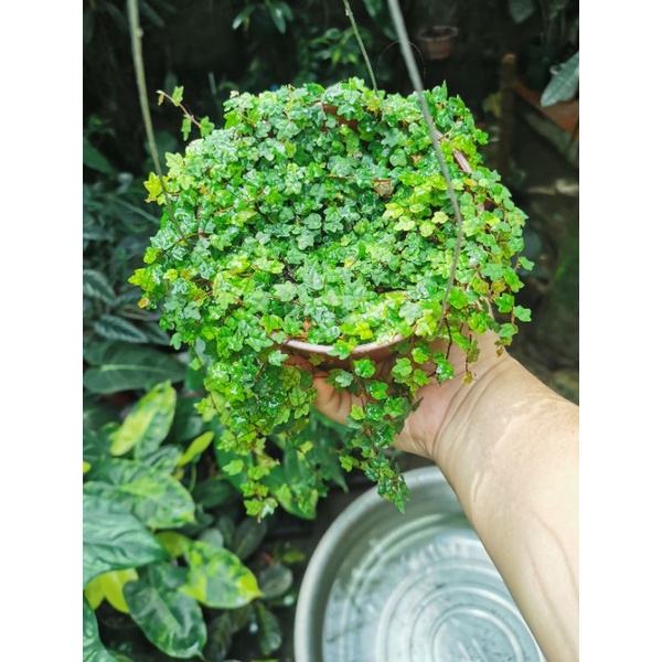 Ficus Pumila (Quercifolia) or String of Frogs | Shopee Philippines