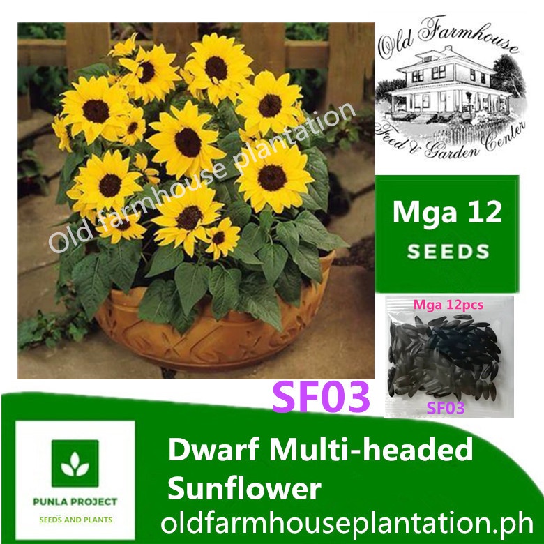Dwarf Multi-head Sunflowers Seeds Collection high quality and ...