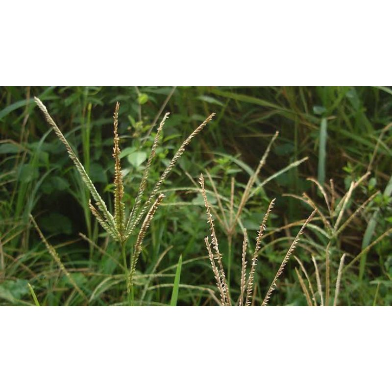 Paragis(Dried plant with roots) | Shopee Philippines