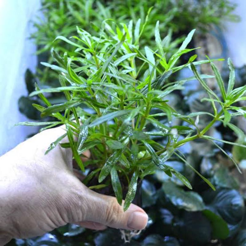 pogostemon octopus 6pcs | Shopee Philippines