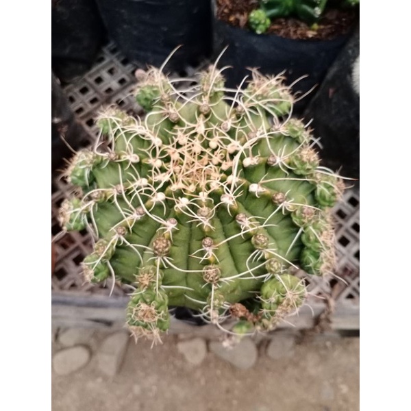 Gymnocalycium Centipede (Gymnocalycium anisitsii cv. centipede cactus) | Shopee Philippines