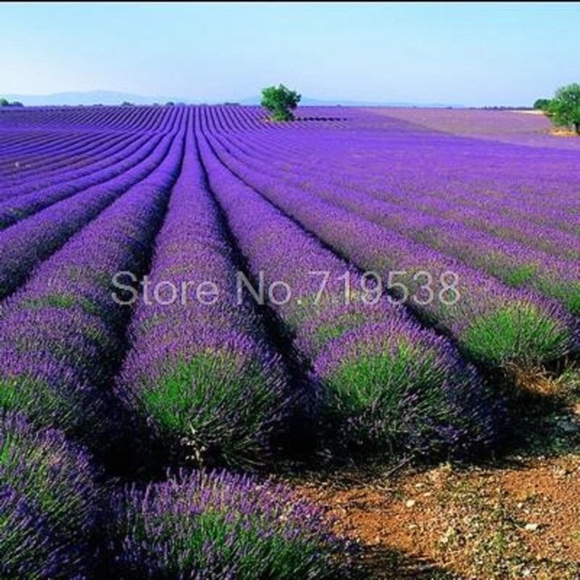 Lavender (fragrant) Seeds / pack | Shopee Philippines