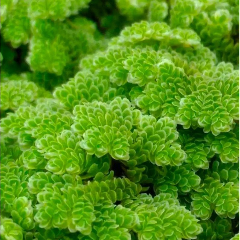 Azolla Buy 5 Plus Free 1 Organic Food | Shopee Philippines