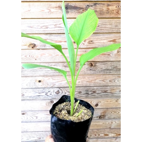 LUYANG DILAW TURMERIC | Shopee Philippines