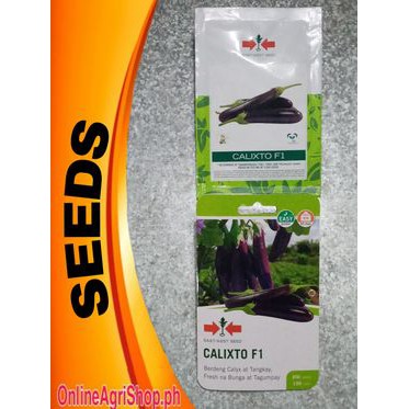 CALIXTO F1 (300seeds / 875 seeds) HYBRID EGGPLANT SEEDS BY EAST WEST ...