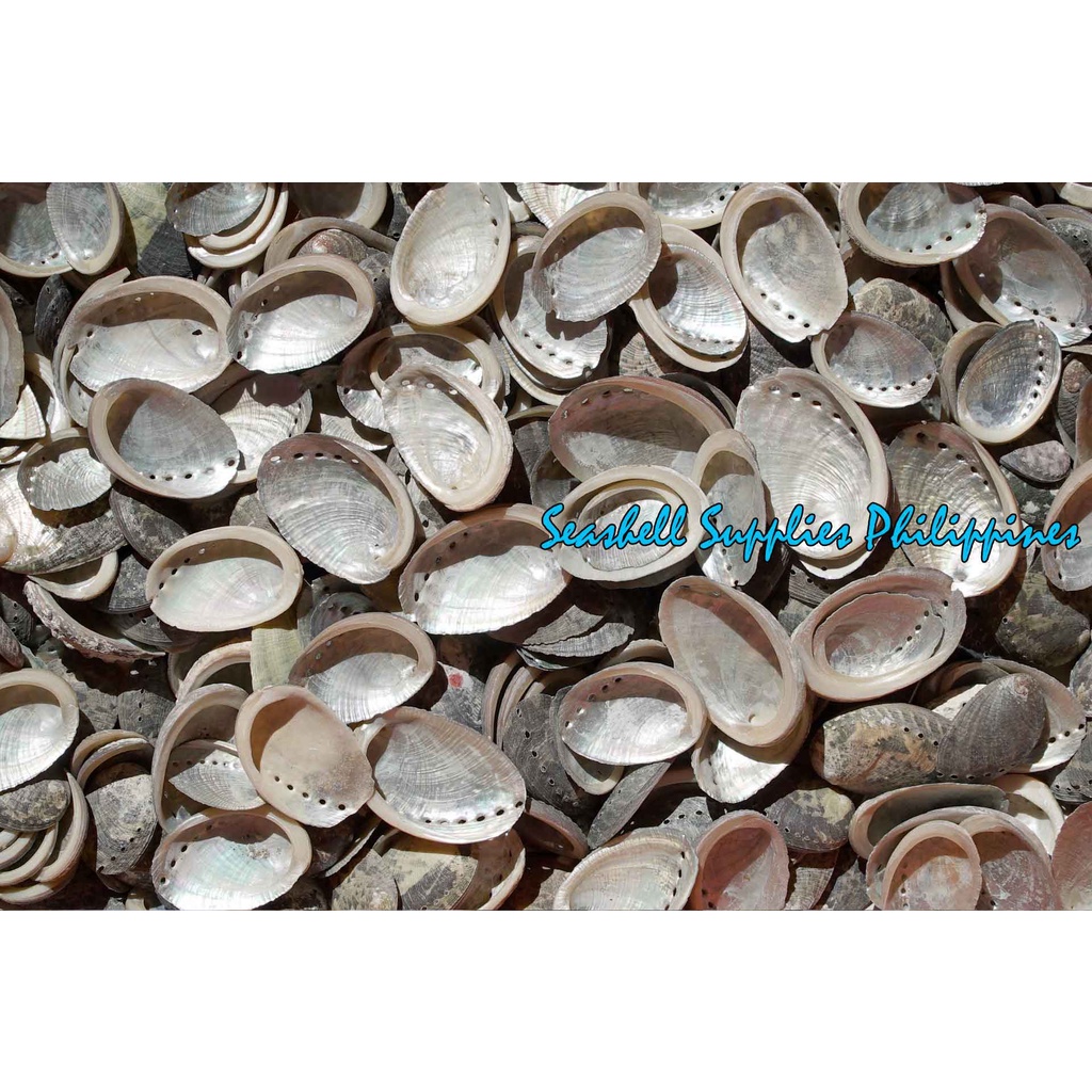 500 Grams | Abalone | Glistening Abalone | Short Sea Shells | Shopee ...