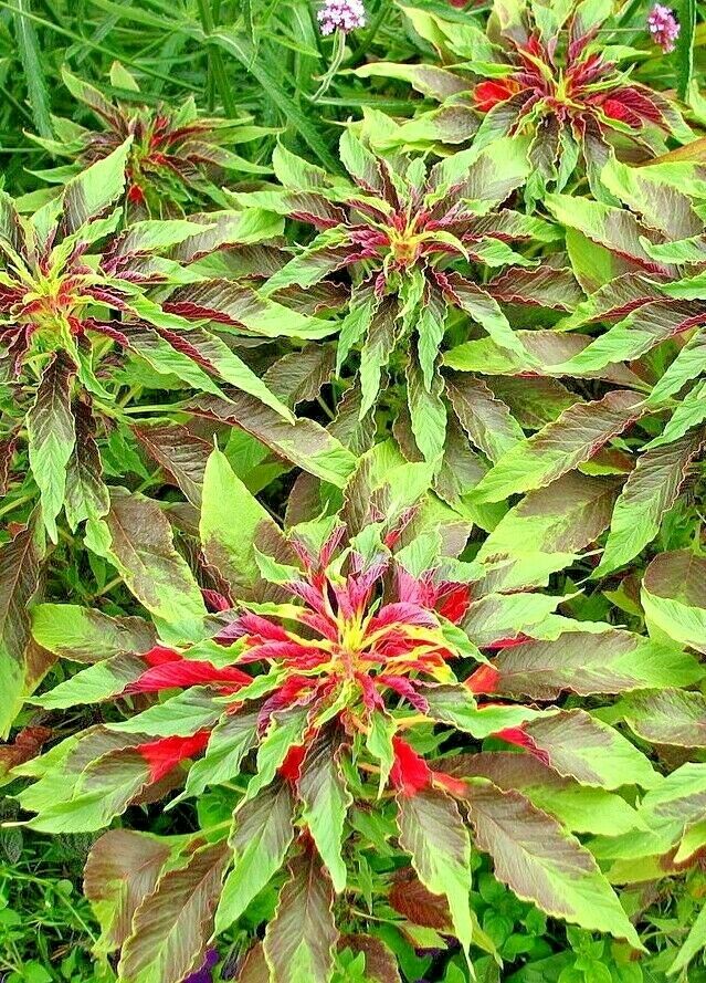 20pcs AMARANTH RED CALLALOO 1000 SEEDS VEGETABLE GARDEN HERB CHINESE ...