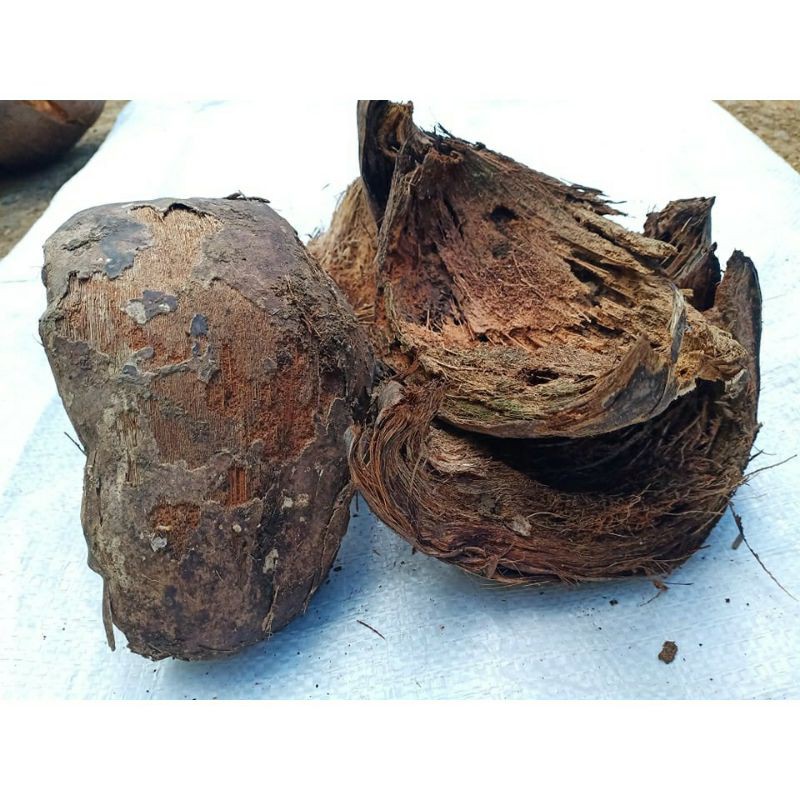 Coco Chips/Coco Chops/Coconut Husk/ Bunot for orchids | Shopee Philippines