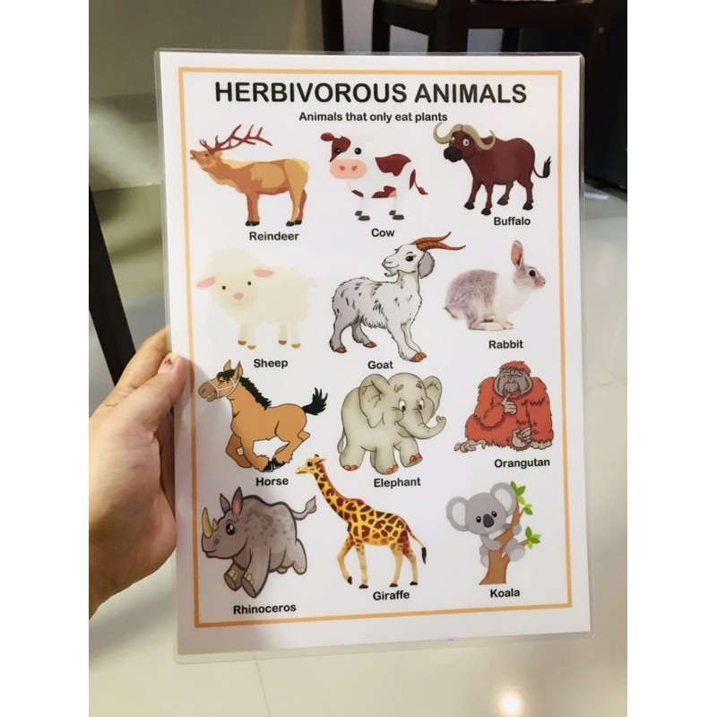 Carnivorous Animals Chart