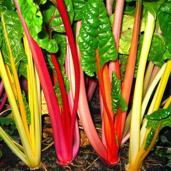 Swiss Chard Seeds - Neon Lights Blend Chard Seeds Rainbow Chards Seeds ...