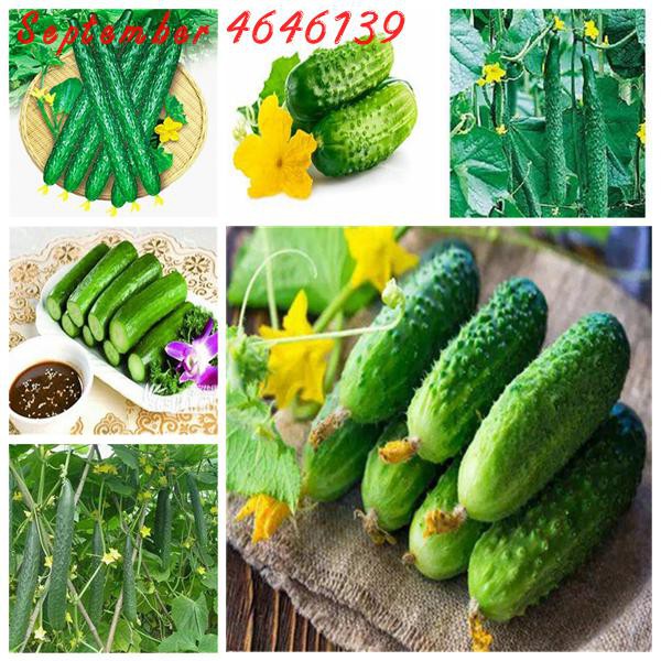 100pcs Seeds Cucumber ing fruit cucumber ,Cuke , Green,white, red ...