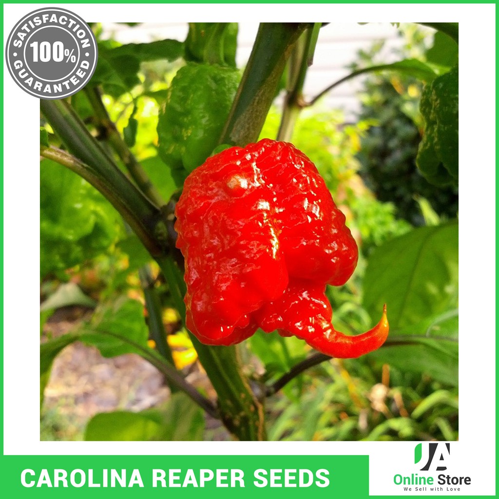 Premium Carolina Reaper Seeds (10 seeds) by J&A Online Store | Shopee ...