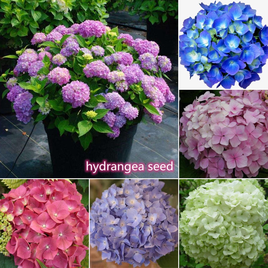 In Philippines Mixed Hydrangea Seed 50 Pcs Pretty Flower Indoor and ...
