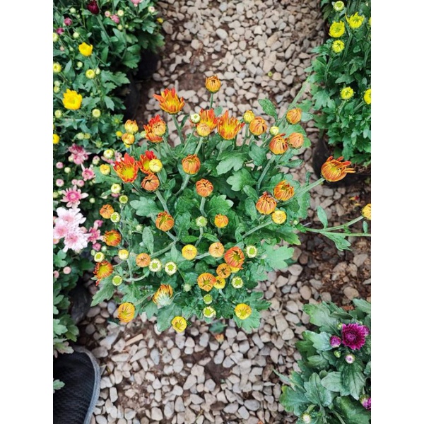 MALAYSIAN MUMS(RANDOM COLORS/IT DEPENDS ON THE AVAILABLE STOCKS ...