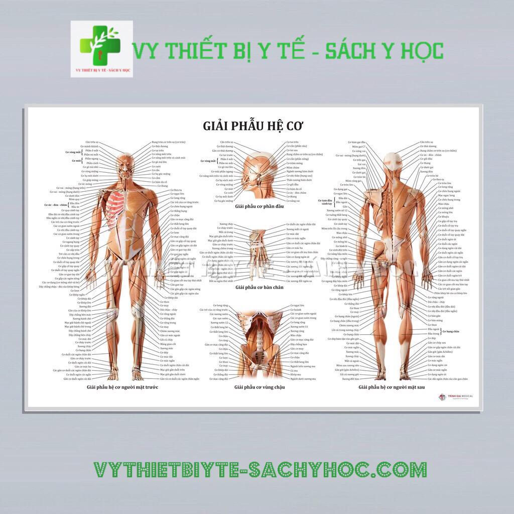 Anatomical painting of the Muscular System (Decal or wood laminate ...