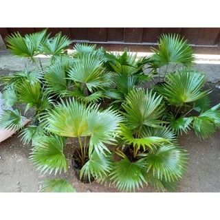 Shop anahaw plant for Sale on Shopee Philippines