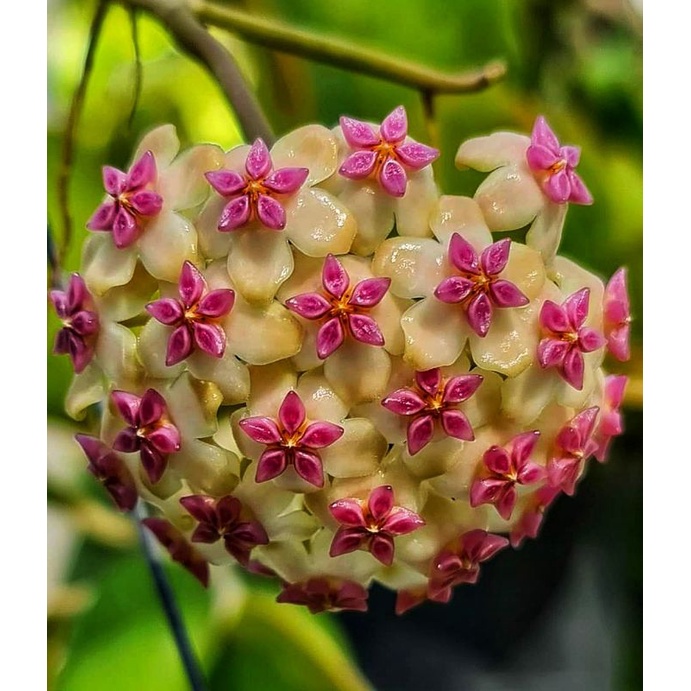 assorted Hoya - common, semi-rare and rare rooted Hoya | Shopee Philippines