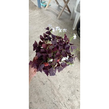 Butterfly/ Oxalis Triangularis Plant COD | Shopee Philippines