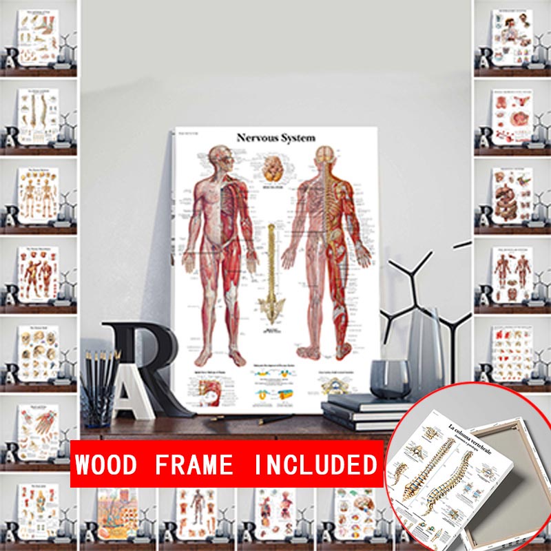 Astrdecor Human Anatomy Educational Poster with Frame | Shopee Philippines