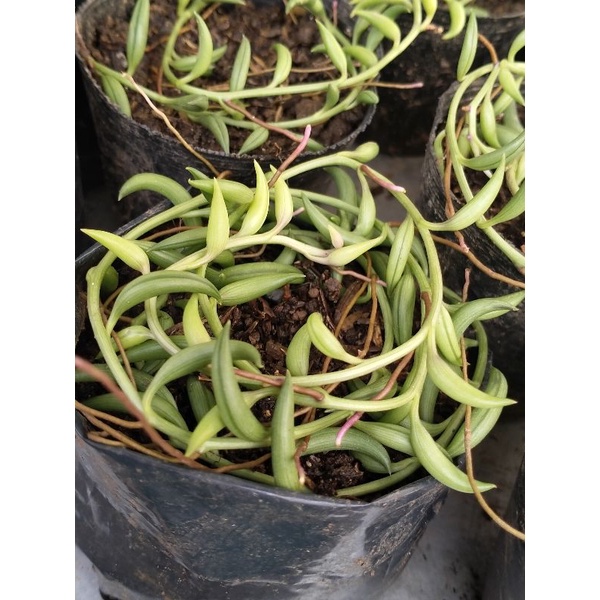 string of banana.... | Shopee Philippines