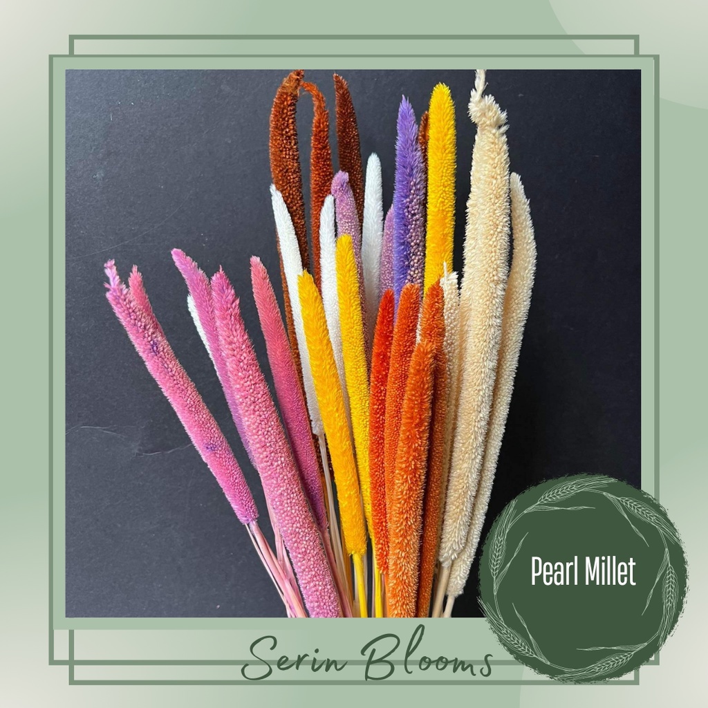 Dried/ Preserved Pearl Millet (sold per piece) | Shopee Philippines