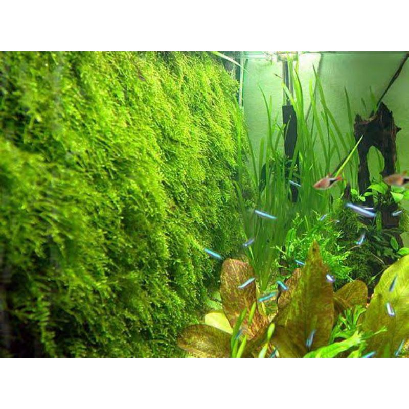 JAVA MOSS AQUATIC PLANTS GOOD FOR BONSAI TREE OR ROCK AQUARIUM DECOR ...