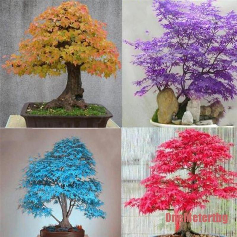 Ready stock Mix 20pcs/ bag bonsai blue maple tree seeds Bonsai tree ...