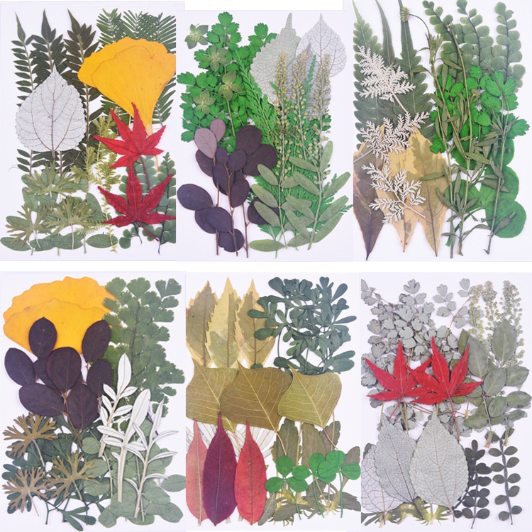 Green leaf material package combination package pressed flower plant ...