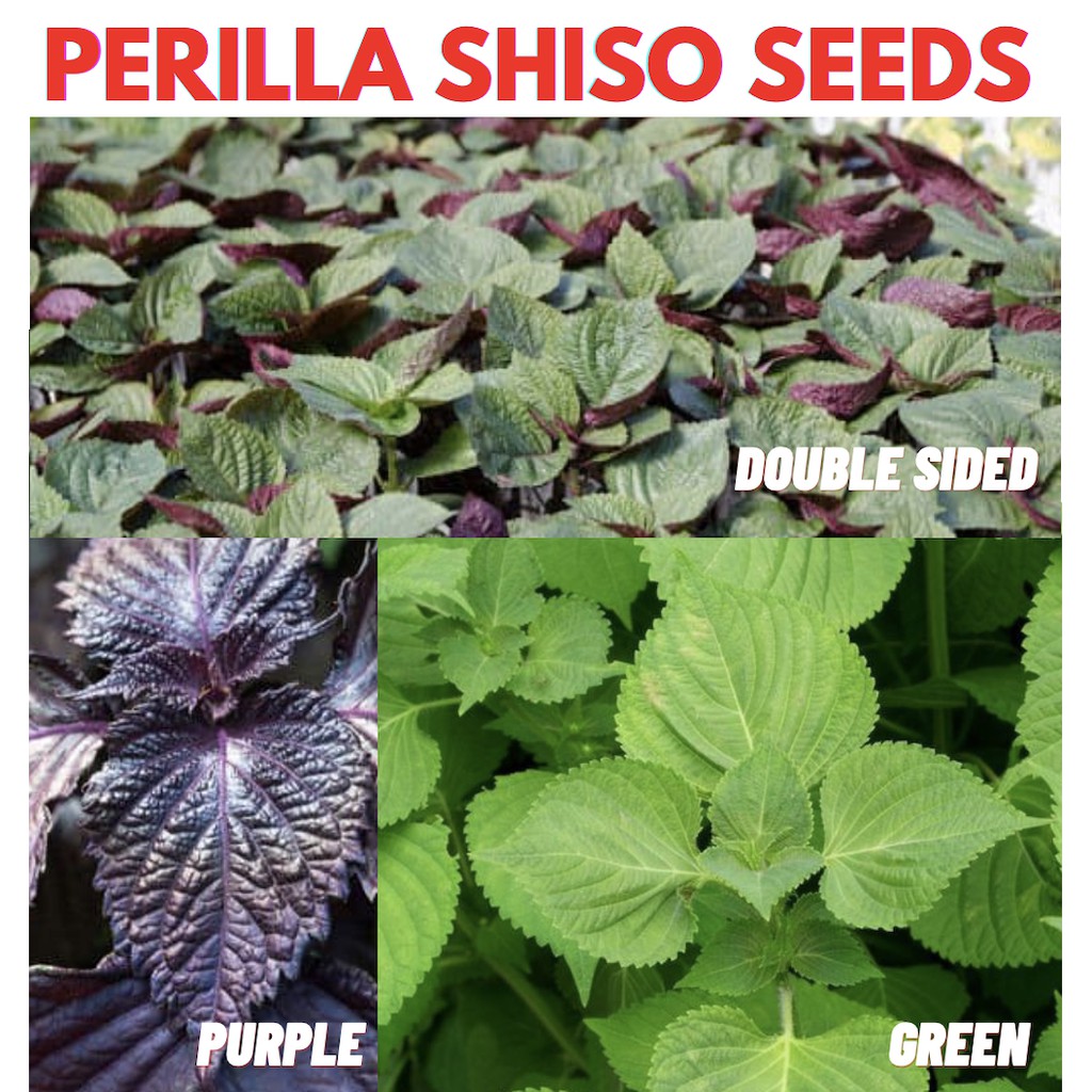 500 Bulk Perilla Seeds | Perilla sisho purple | large leaf perilla ...
