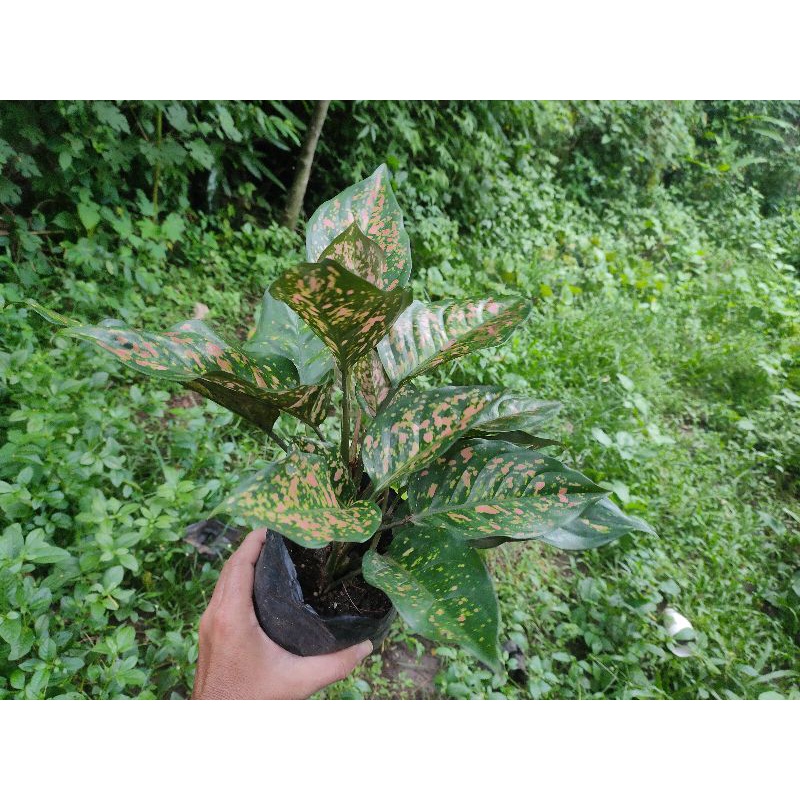 Aglaonema Etta Rose. | Shopee Philippines