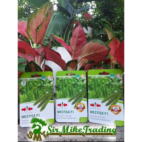 Mestisa F1 10 Seeds HYBRID Ampalaya by East West seeds (100% AUTHENTIC ...