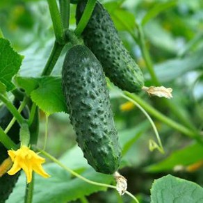 Chicago Cucumber Seeds - Chicago Pickling Seeds -Pipino Seeds | Shopee ...