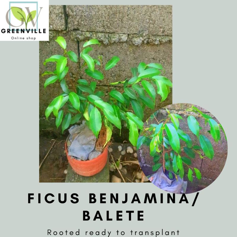 Varigated Ficus o Balete Plant for Landscaping buhay na 100% (Legit ...