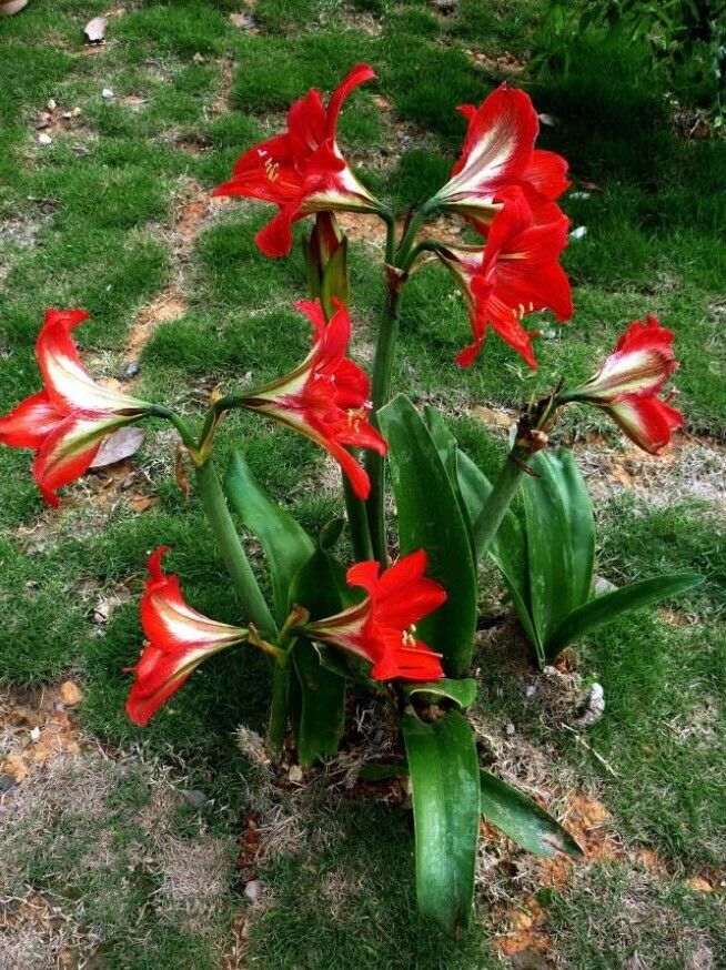 Flower seeds amaryllis plants 10 pcs/bag,Hippeastrum rutilum,bonsai ...