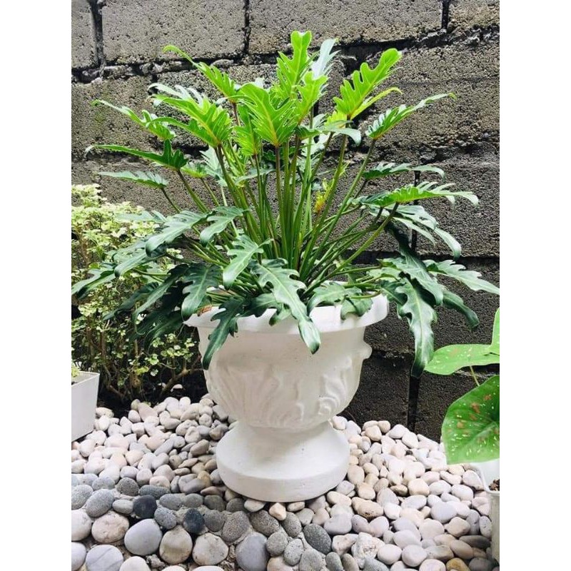 Bane Pot(Made of fiber stonecast) | Shopee Philippines