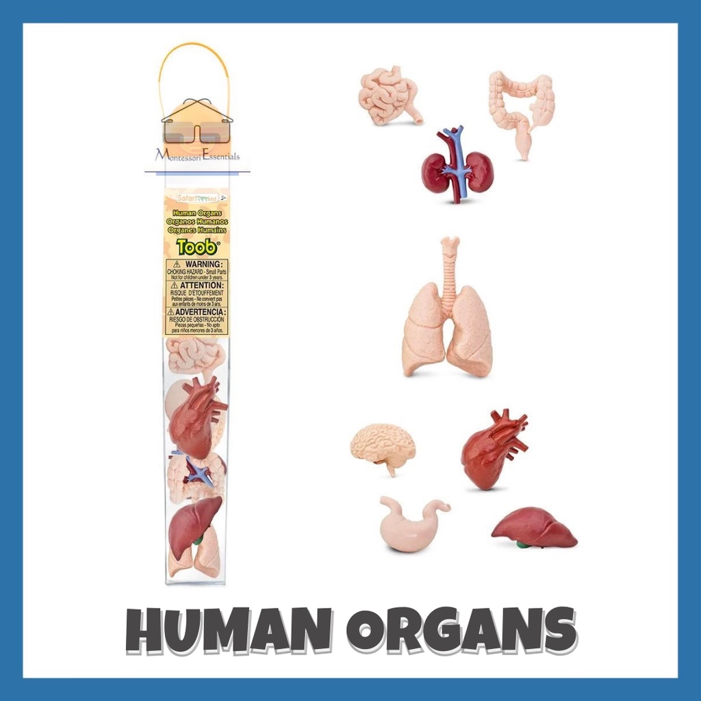 Safari Toob: Human Organs | Shopee Philippines