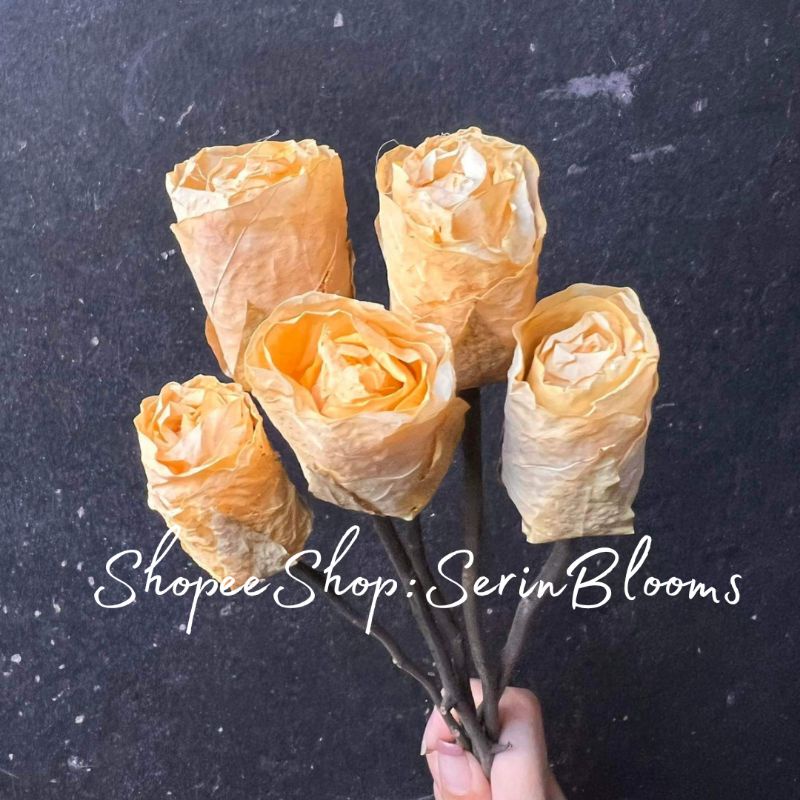 Fossilized Rose buds (1 stem only) | Shopee Philippines